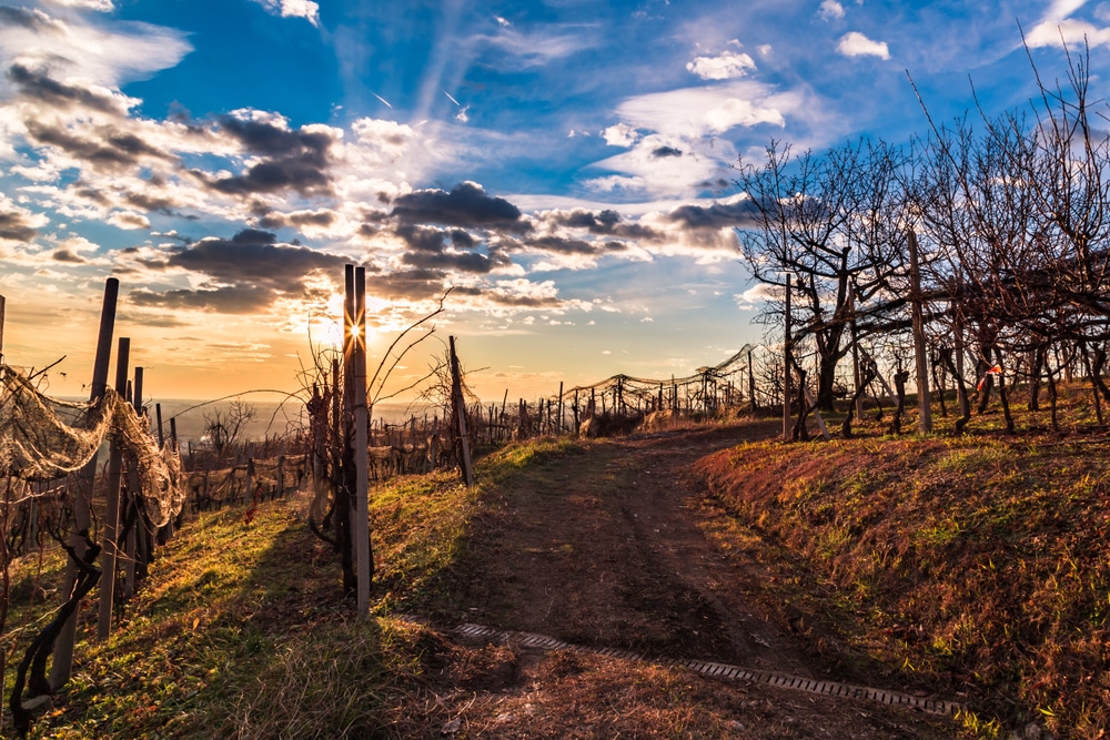 8 Best Wineries in Northern Virginia to Visit This Winter